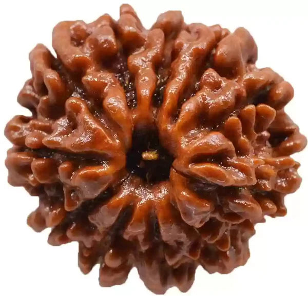 Rudraksh 11 Mukhi – Mahakaal Prasad