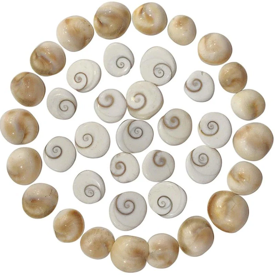 GOMTI CHAKRA - A Symbol of Prosperity and Blessings – Mahakaal Prasad