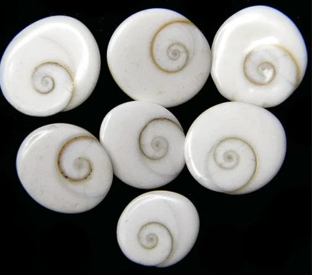 GOMTI CHAKRA - A Symbol of Prosperity and Blessings – Mahakaal Prasad